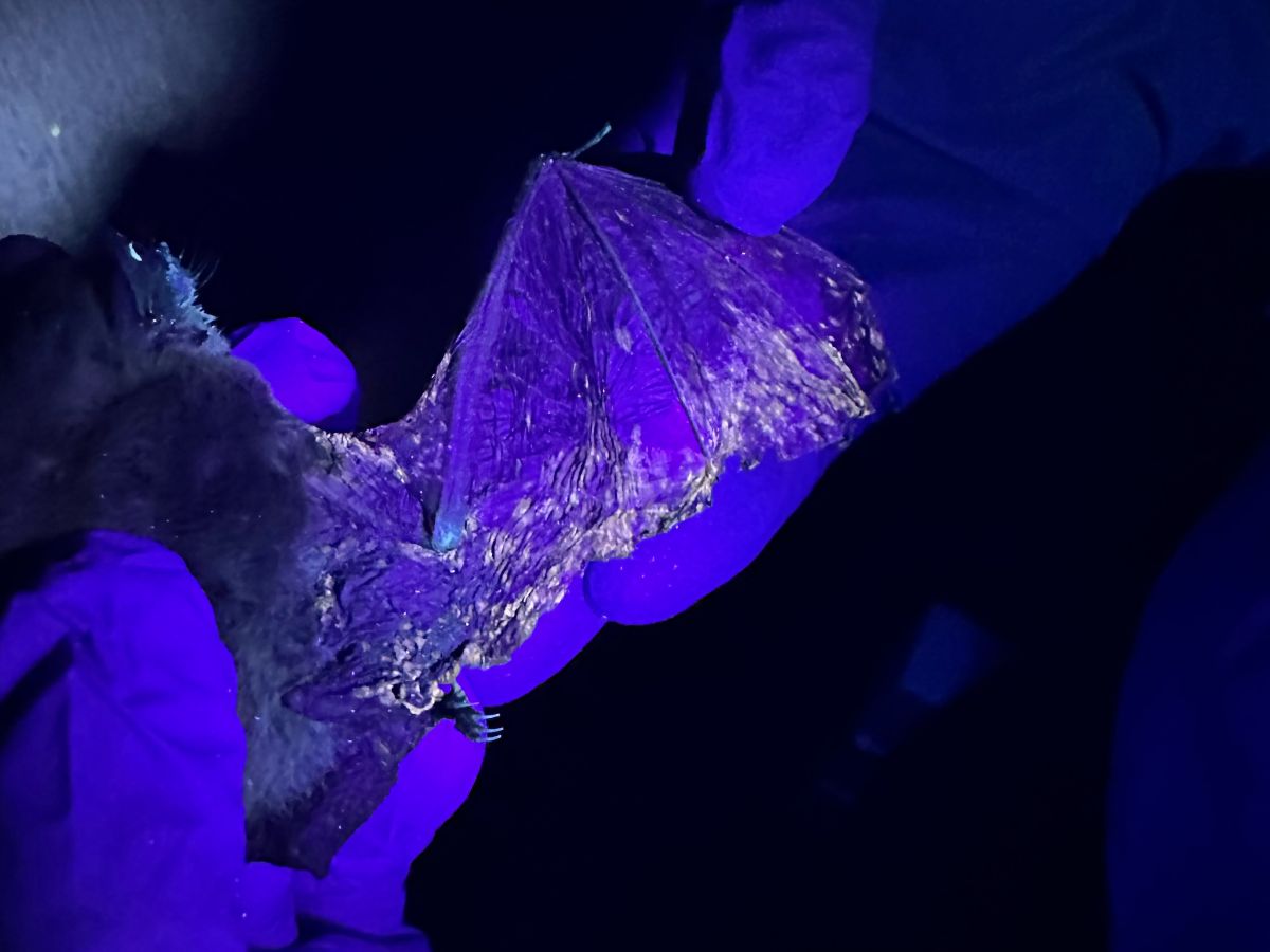 Bat disease that could devastate Colorado’s ecosystem found; public ...