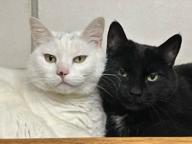 Lily Bell and Lucille still looking for forever homes | SkyHiNews.com
