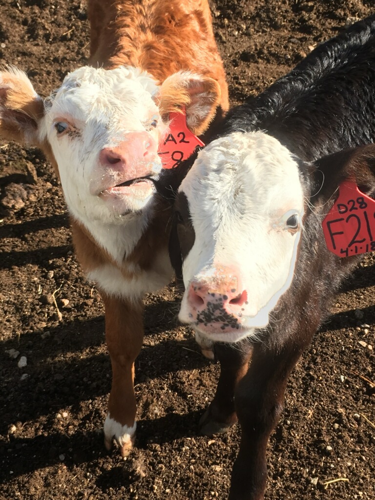 Local stockgrowers association says wolf reintroduction adds ...