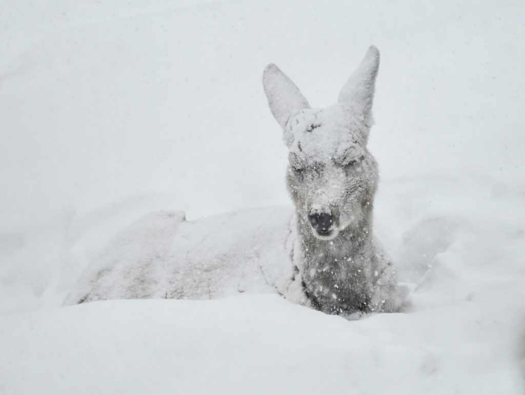 Deer caught in spring snowstorm | SkyHiNews.com