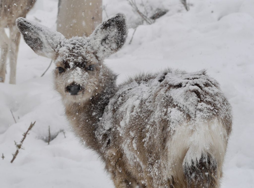 Deer caught in spring snowstorm | SkyHiNews.com