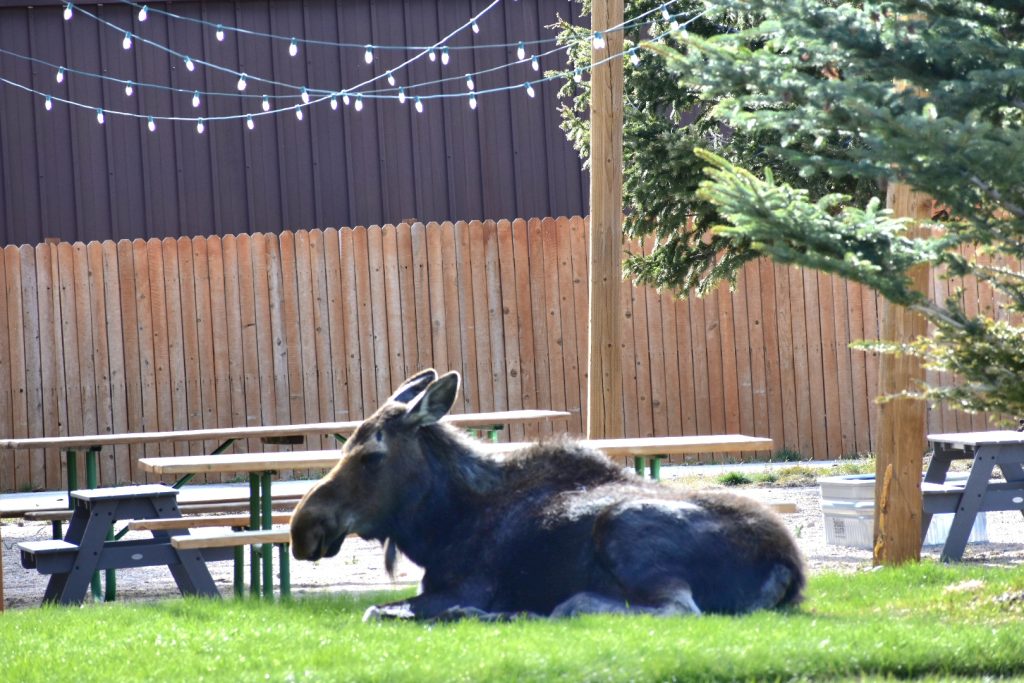 Reader photos: Moose hangs out around Grand Lake | SkyHiNews.com