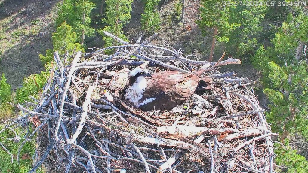 More osprey eggs arrive, but nest watchers are concerned about ...