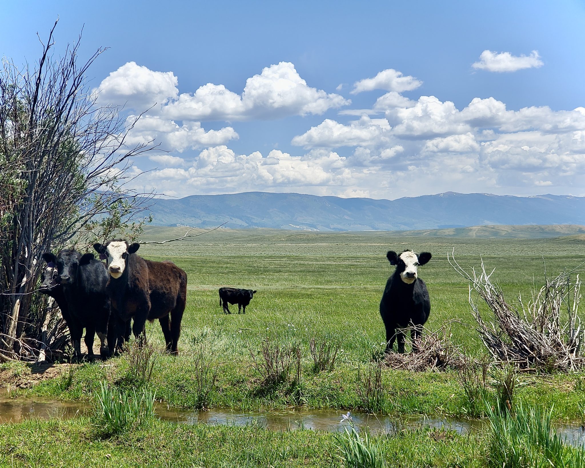 Wolves have divided Colorado – livestock producers, officials seek ...