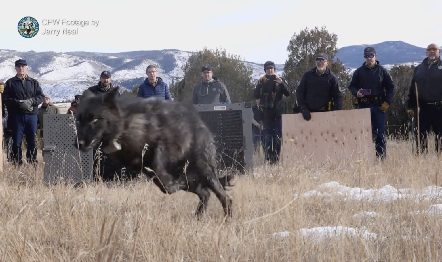 Colorado has a new source for the next 15 reintroduced wolves ...