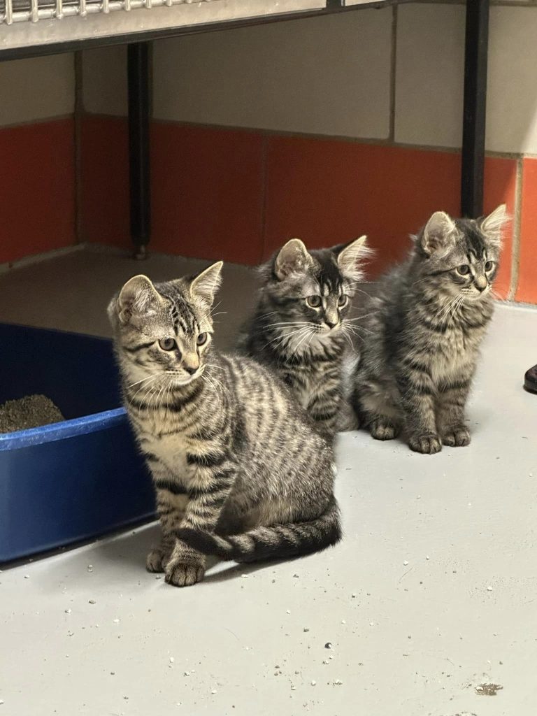 Pets of the week: 4 kittens up for adoption | SkyHiNews.com