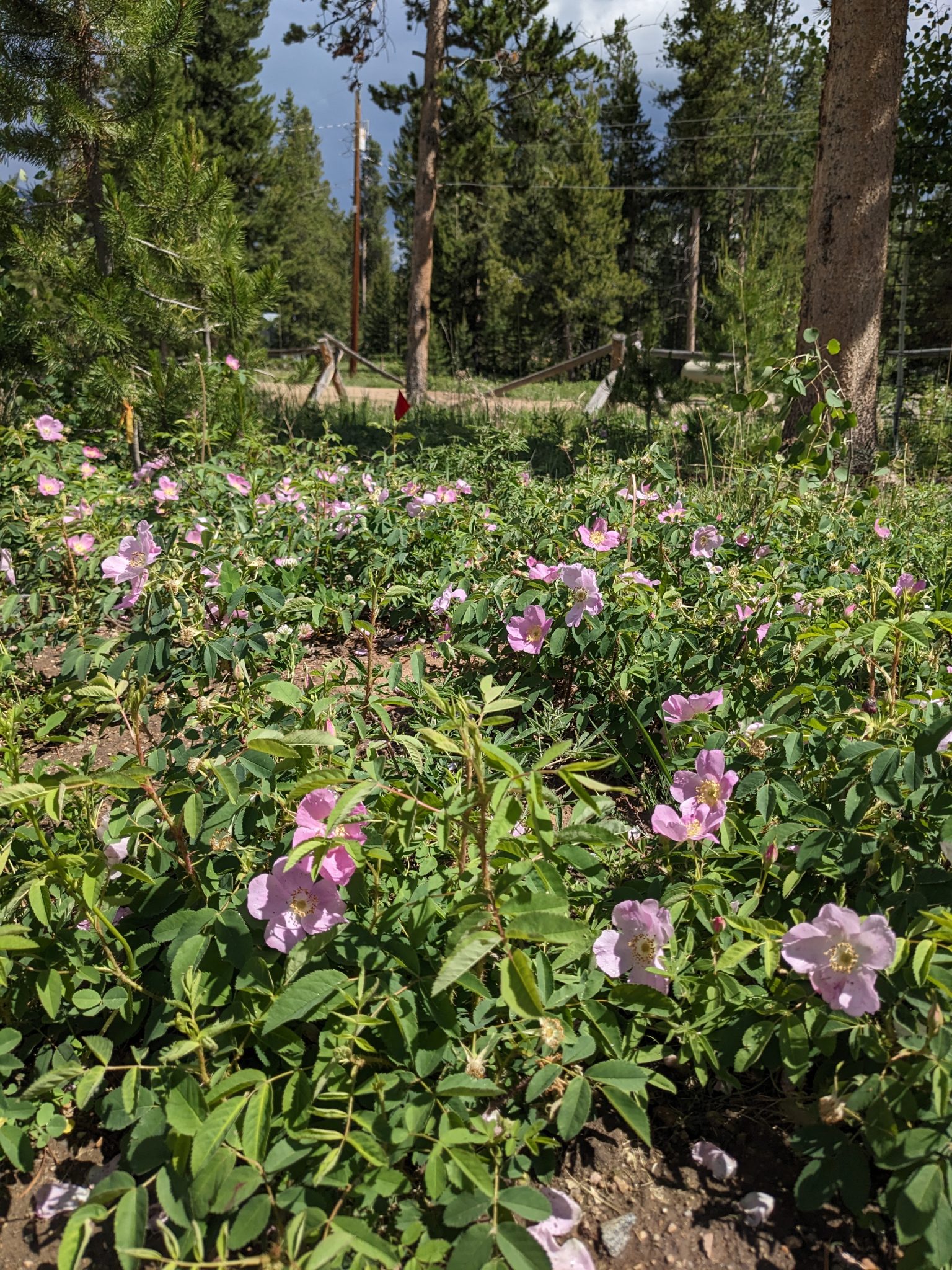 Reader photo: Soft pink wild roses | SkyHiNews.com