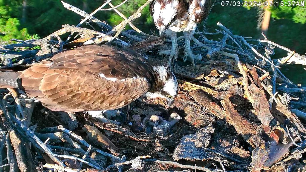 Grand Lake’s celebrity osprey family hatches first egg of the summer ...