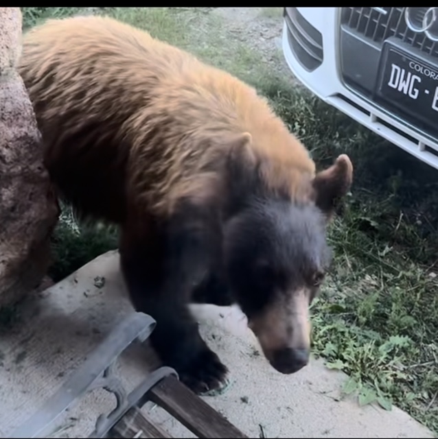 Reader photos: Bear is photographed on local Ring camera | SkyHiNews.com