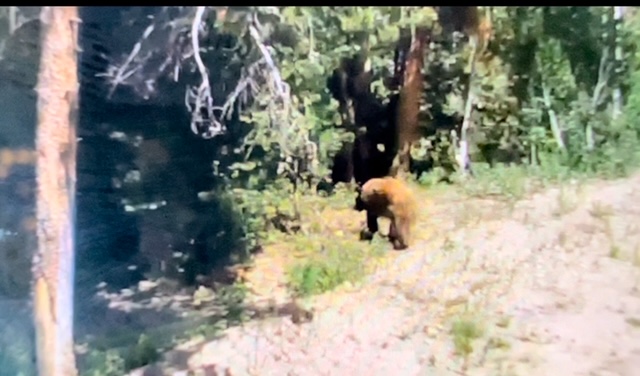 Reader photos: Bear is photographed on local Ring camera | SkyHiNews.com