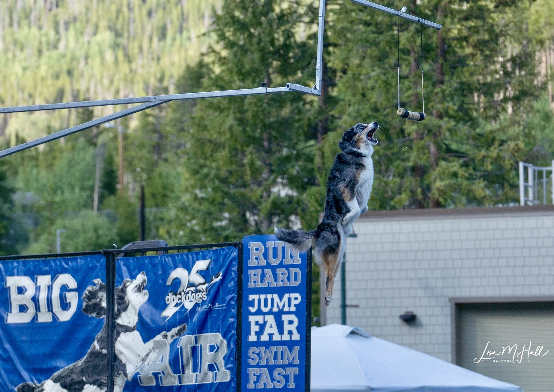 PHOTOS: Dock Dogs make a splash at Winter Park Resort’s Venture Out ...