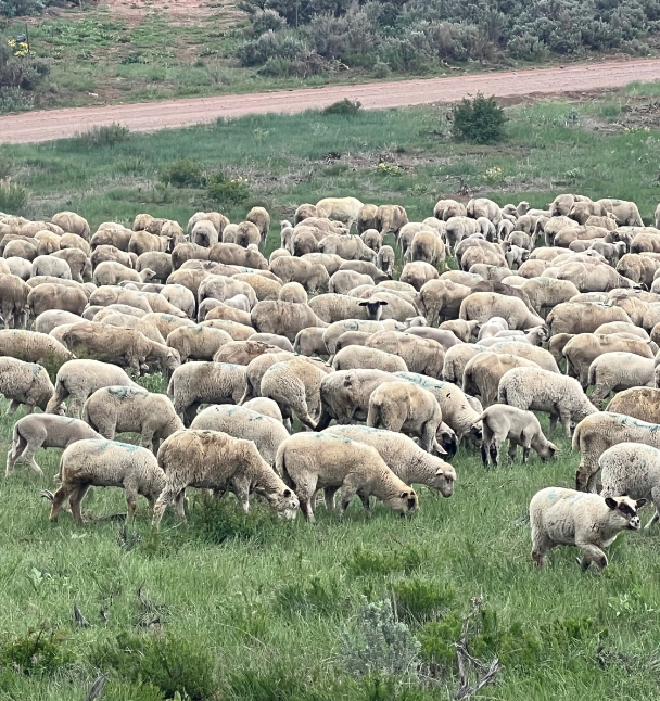 UPDATE: Colorado Parks and Wildlife confirms 8 sheep killed by wolves ...