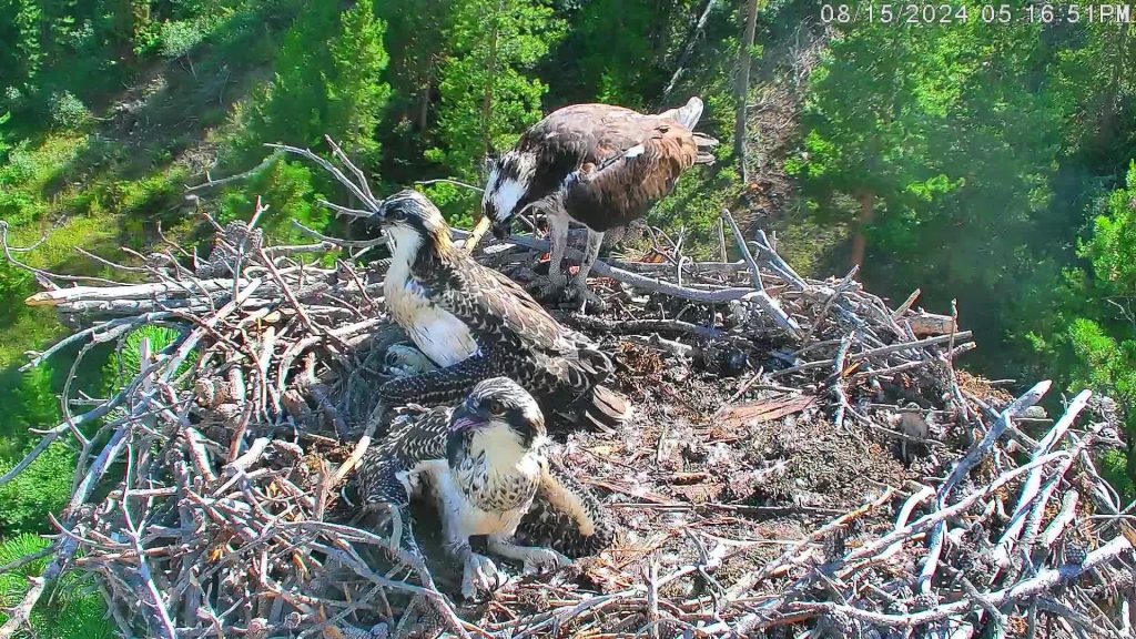 Livestreaming nest camera: Colorado osprey chick takes first flight ...