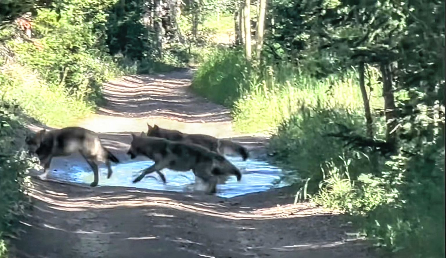 Middle Park Stockgrowers request that Parks and Wildlife not rerelease ...