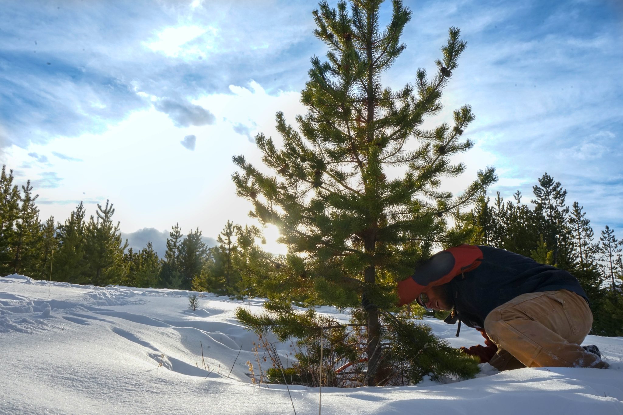 How to cut and care for your own Christmas tree this holiday season ...