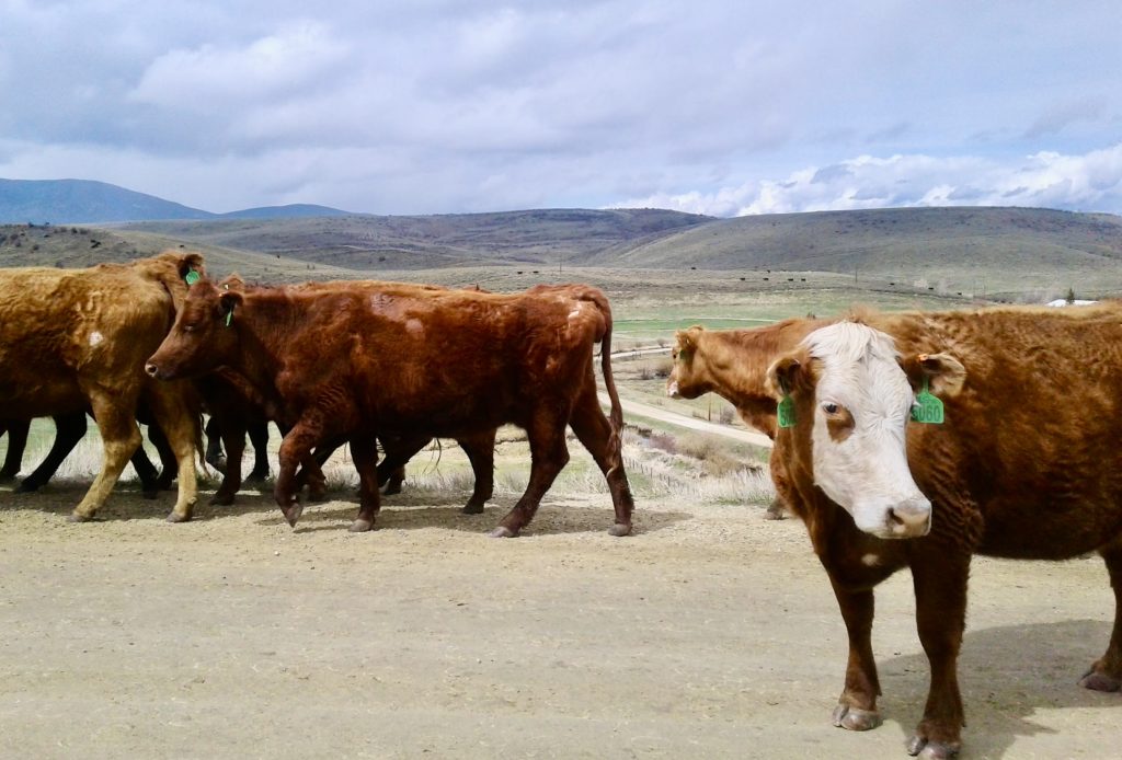 Polis blames ranchers for high cost of wolf restoration at recent ...