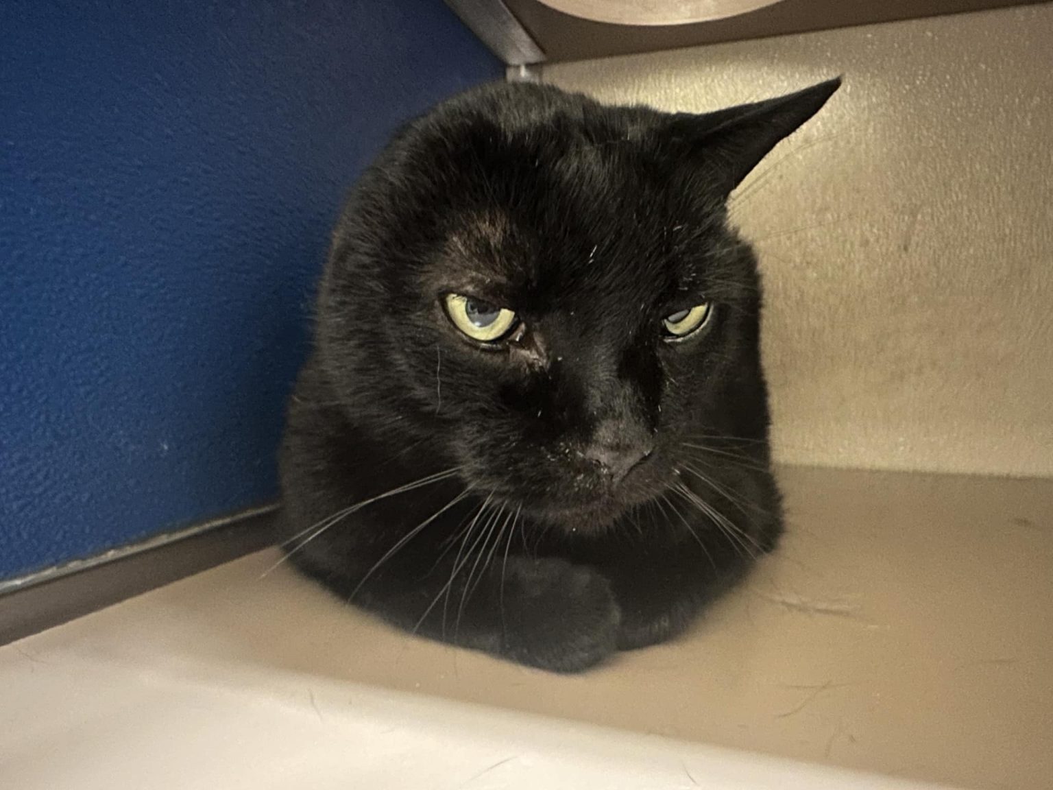 Pet of the Week: Milo | SkyHiNews.com