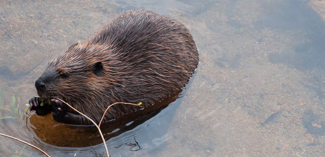 Water Protection Department discusses beaver dams, wildfire ready ...