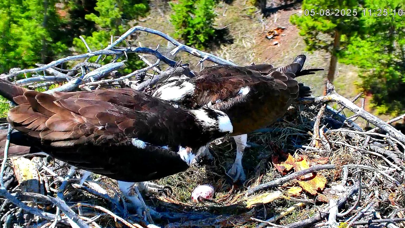 Ospreys return to Grand Lake, lay a solitary egg on livestream ...