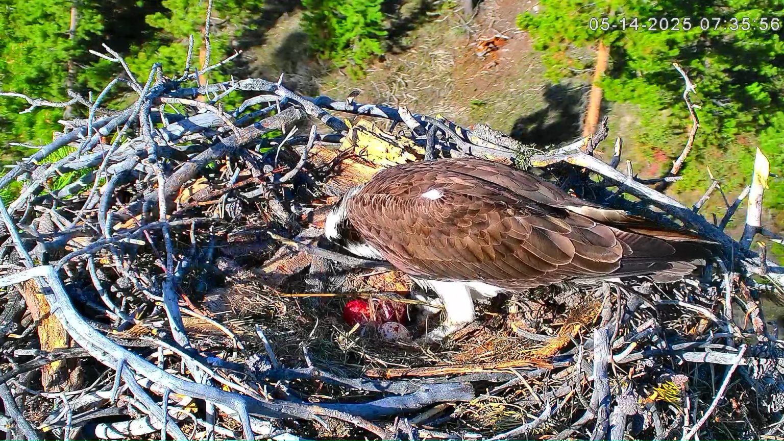 Three’s the charm: Grand Lake ospreys lay two more eggs (PHOTOS ...