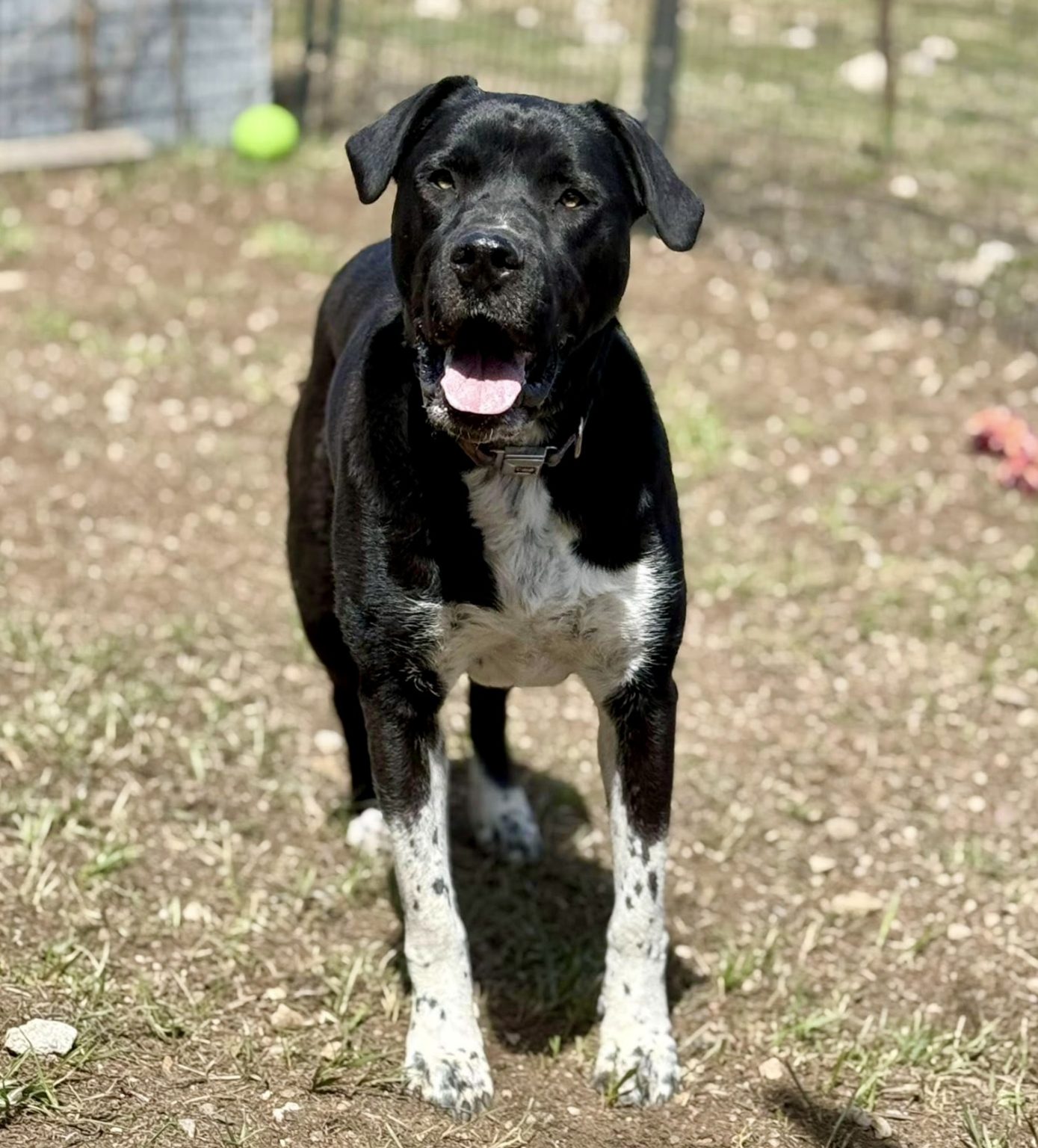 Pet of the Week: Bell | SkyHiNews.com