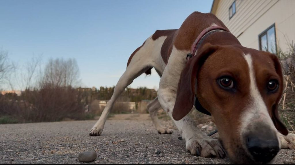 How a hound dog on a wild, two-week run across Grand County was ...