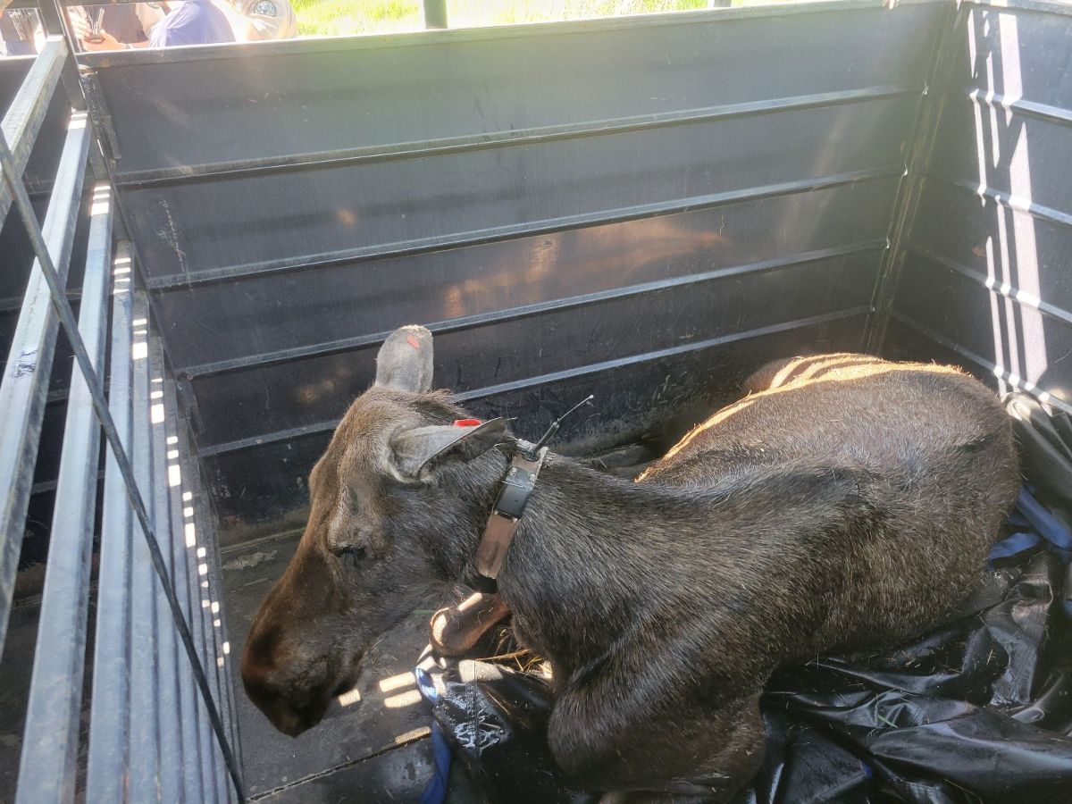 Parks and Wildlife relocates moose, calves involved in incident that ...