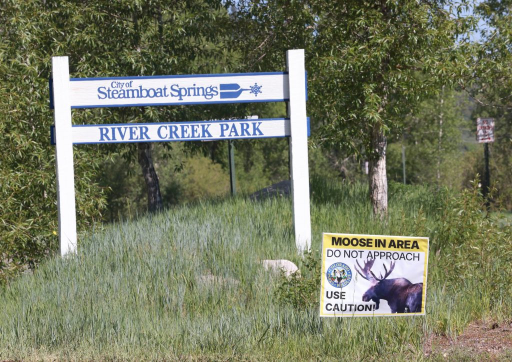 Parks and Wildlife relocates moose, calves involved in incident that ...