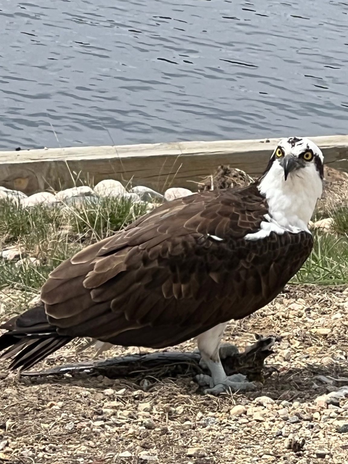 Reader photos: Ospreys on the hunt | SkyHiNews.com