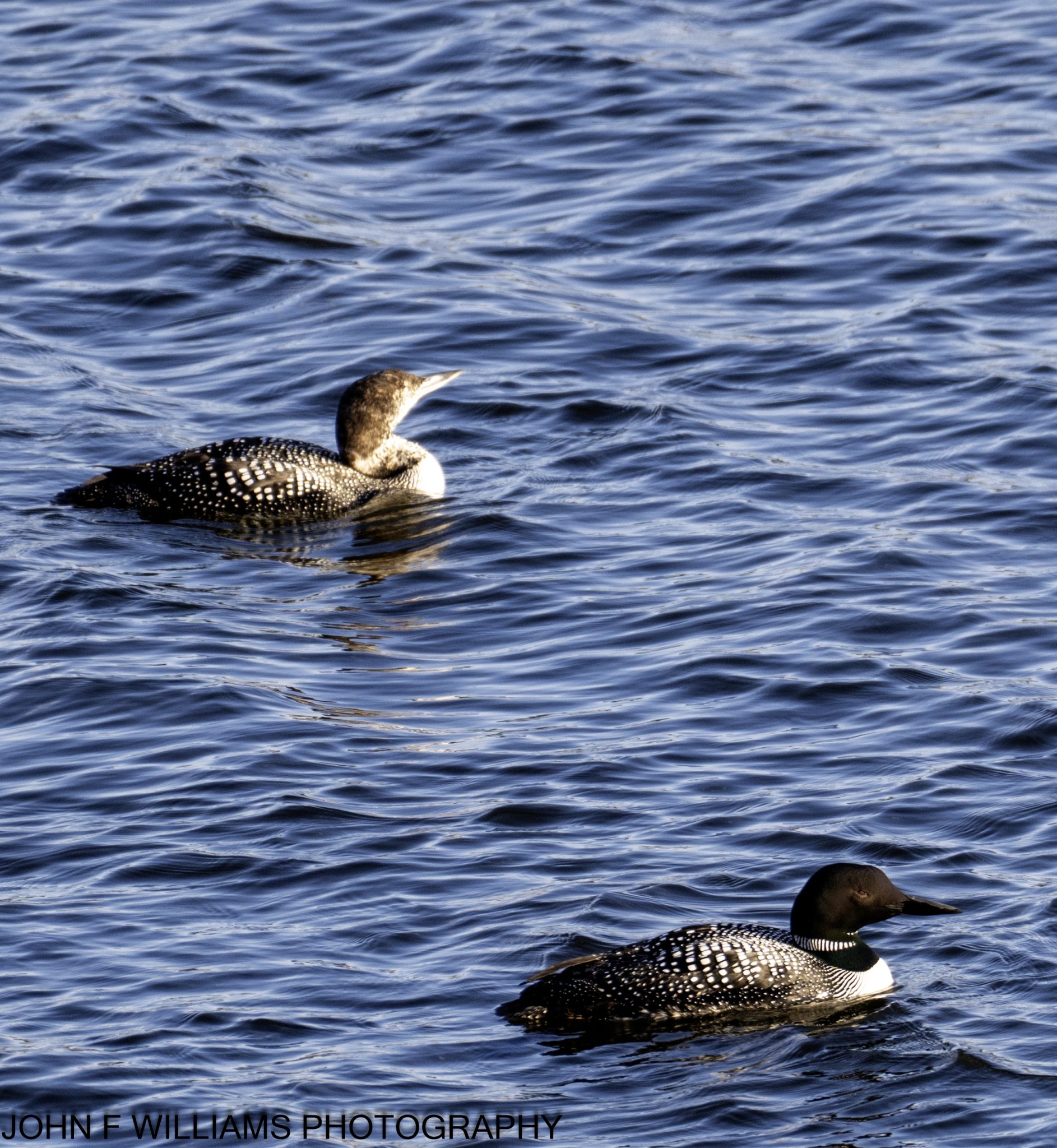 PHOTOS: Loons arrive in Grand County for rare sighting | SkyHiNews.com