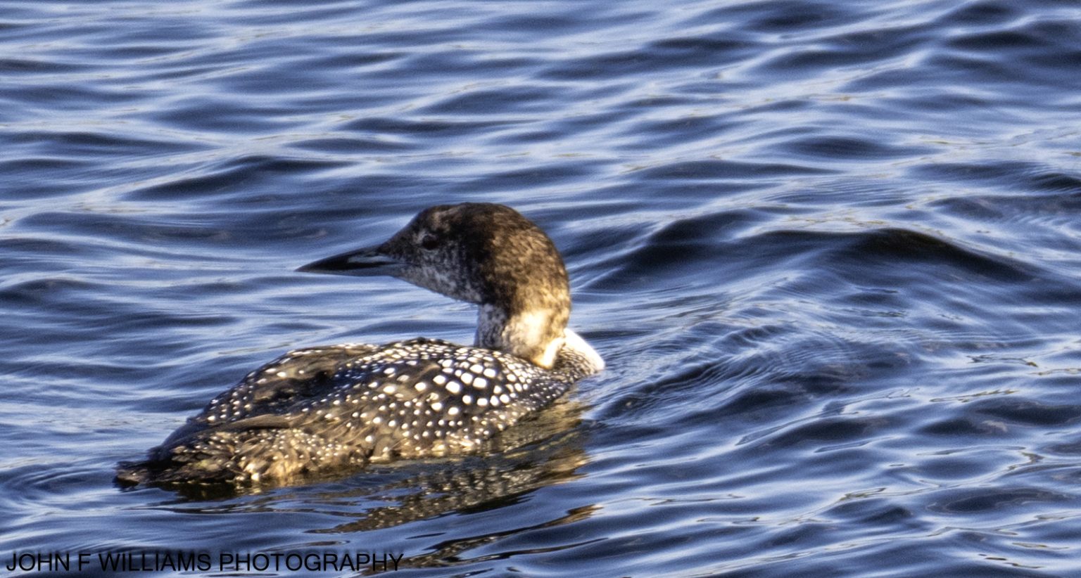 PHOTOS: Loons arrive in Grand County for rare sighting | SkyHiNews.com