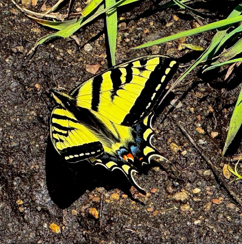 Reader Photos: June wildlife in Grand County | SkyHiNews.com