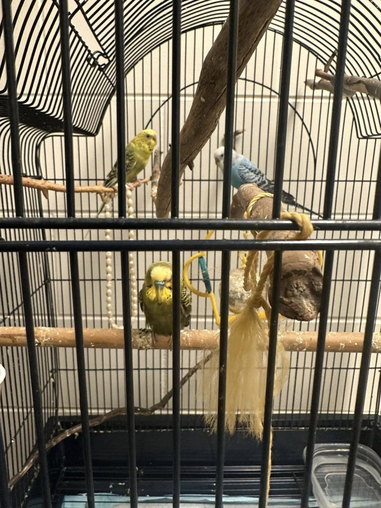 Pets of the week: Parakeets | SkyHiNews.com