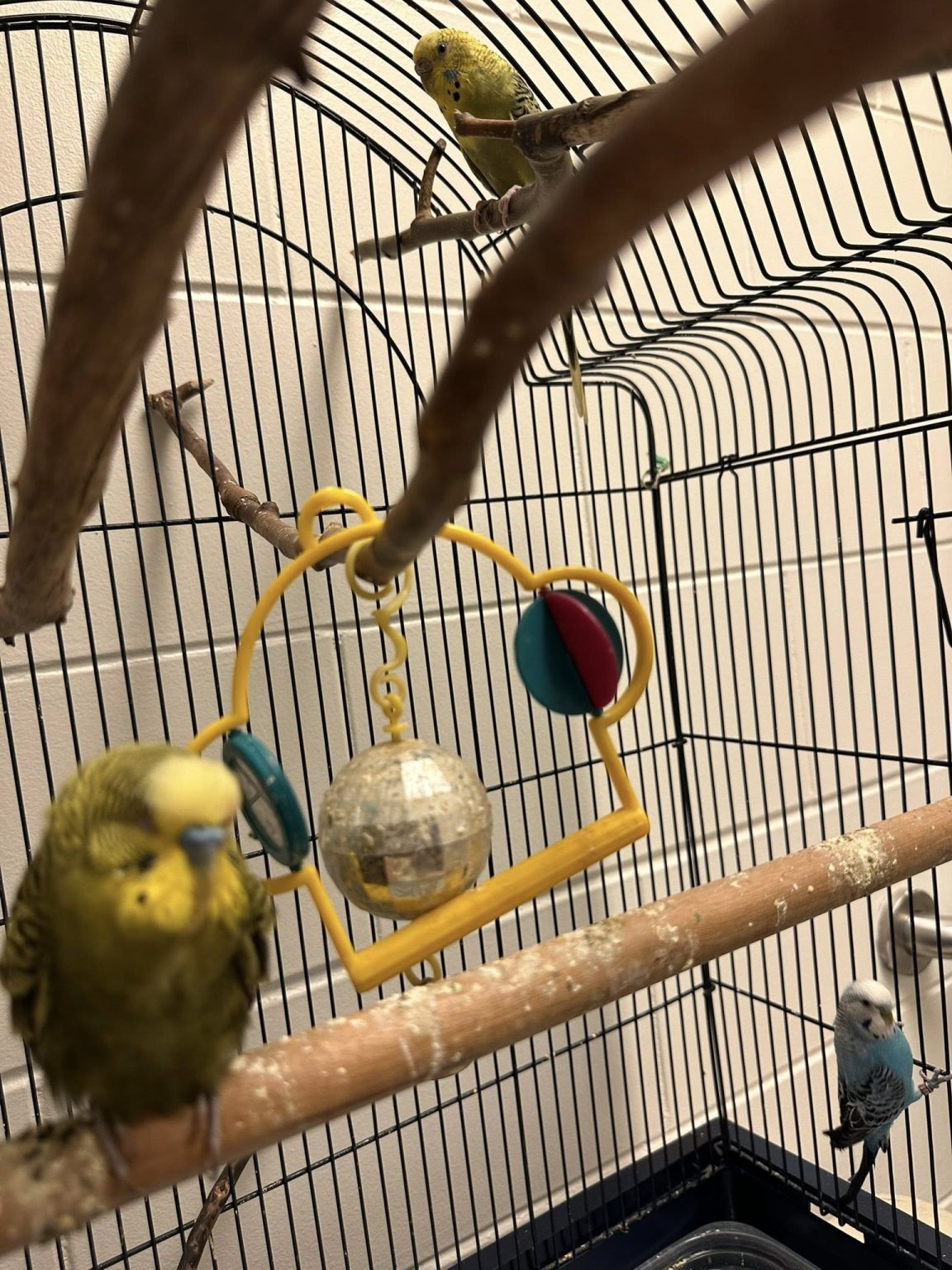 Pets of the week: Parakeets | SkyHiNews.com