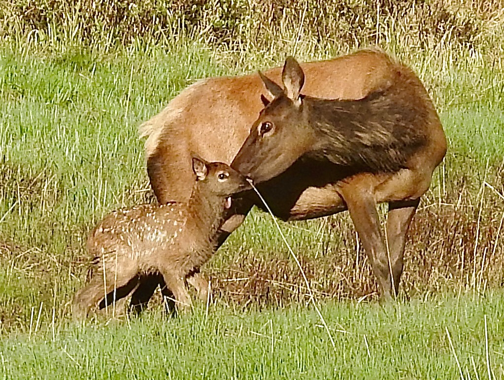 READER PHOTOS: Visions of Rocky in spring | SkyHiNews.com