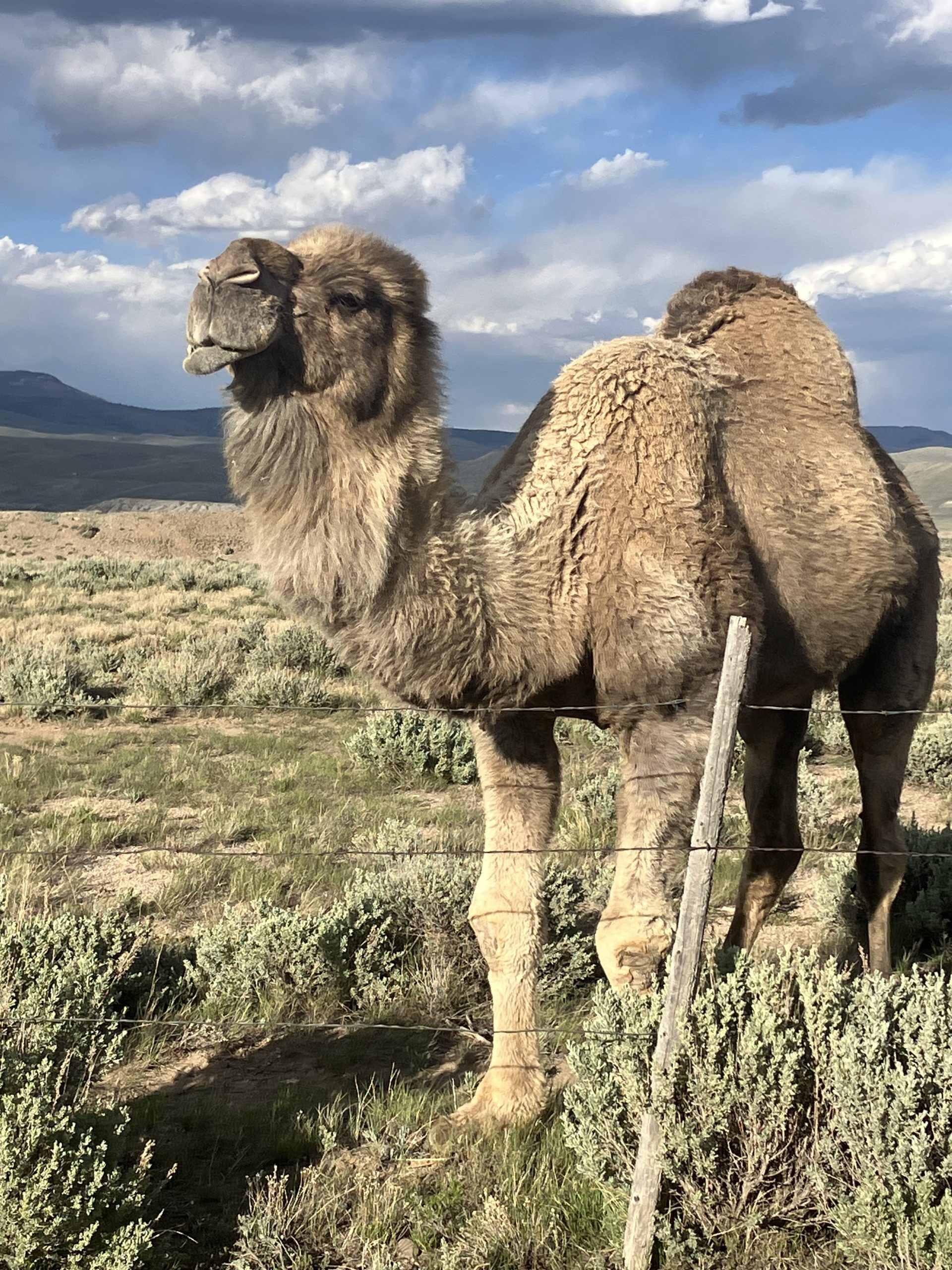 Larry the Camel dies from lightning strike on Fourth of July ...