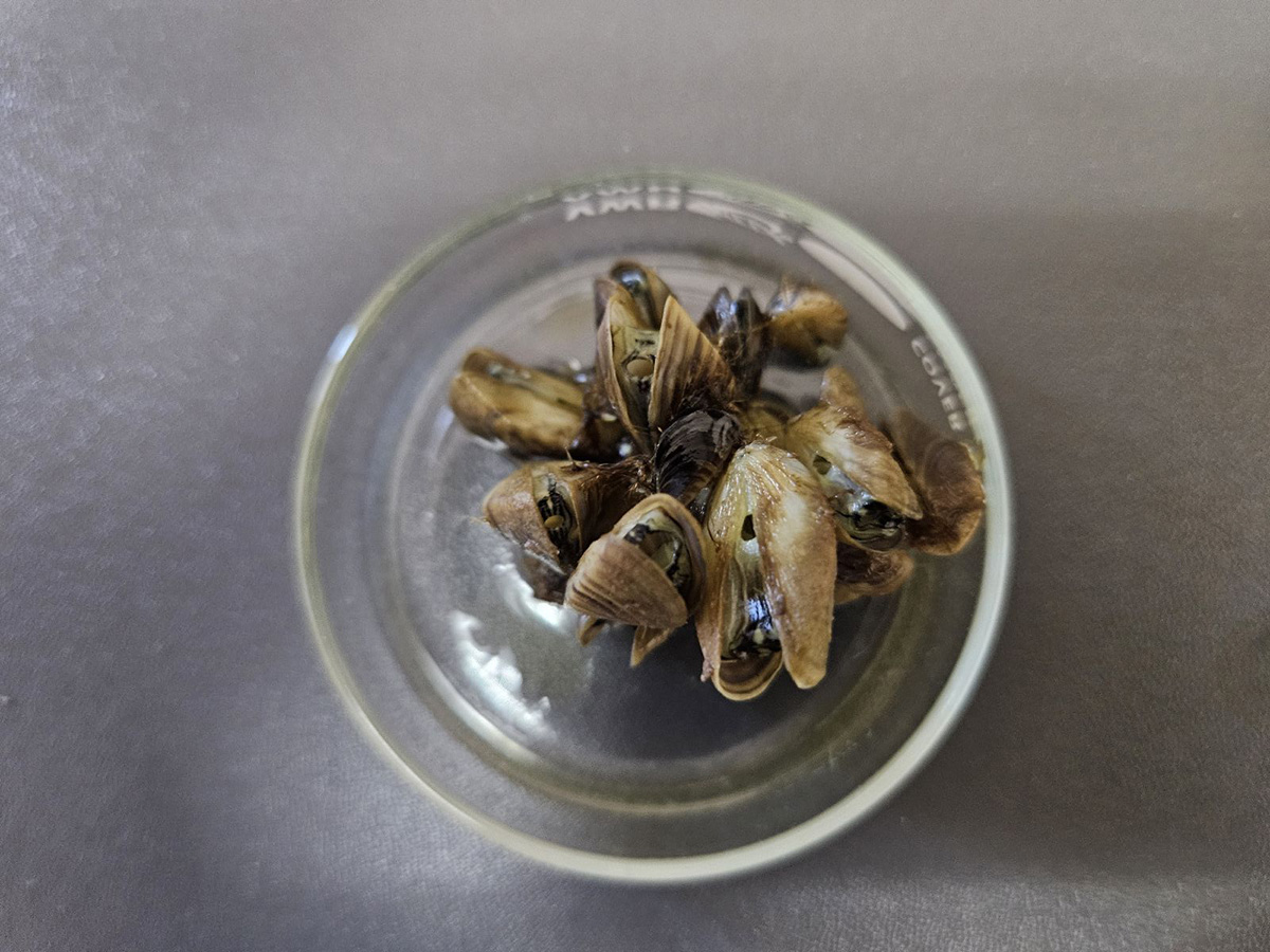 Destructive Zebra mussels keep turning up in the Colorado River and ...