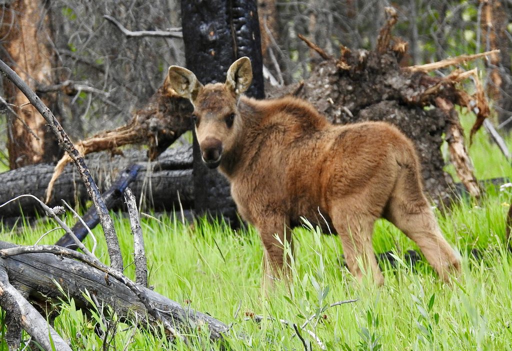 Moose encounter near Winter Park prompts wildlife safety reminder ...