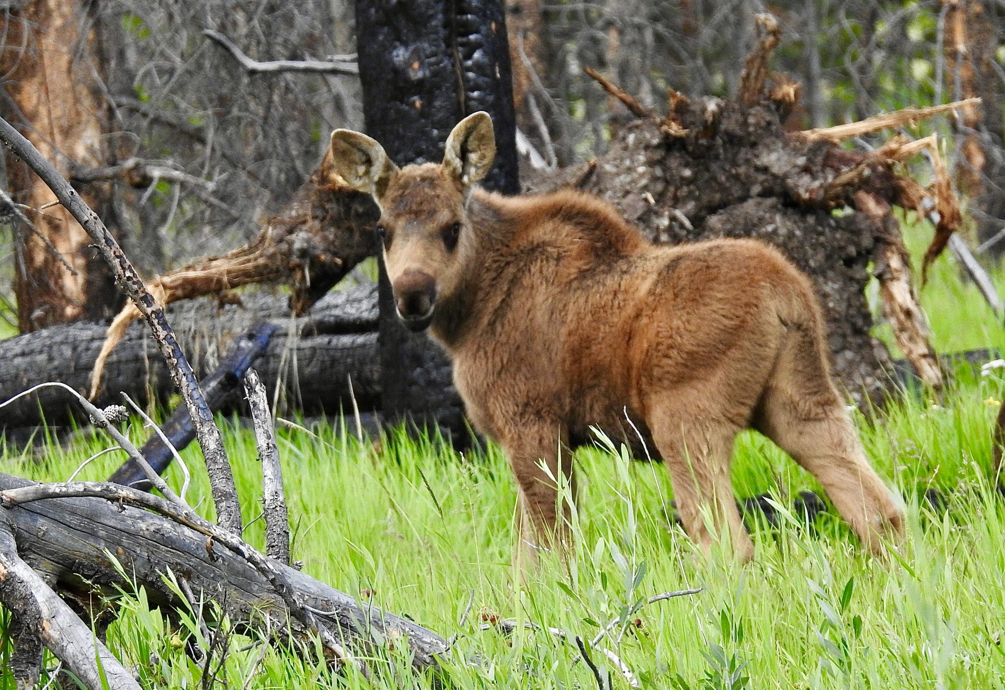 Moose encounter near Winter Park prompts wildlife safety reminder ...