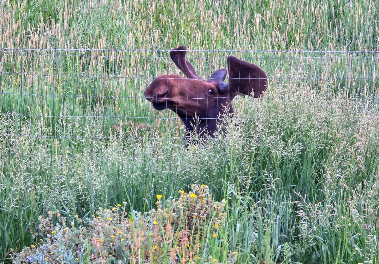 Moose encounter near Winter Park prompts wildlife safety reminder ...