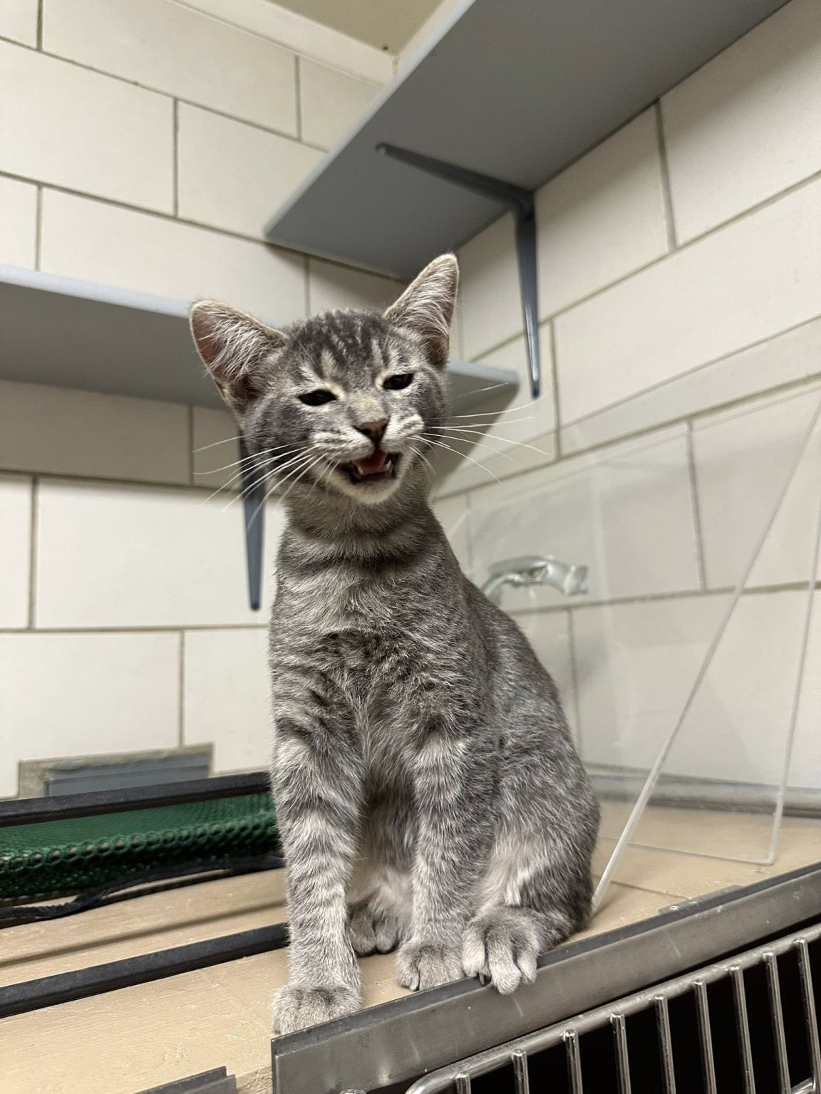 Pets of the Week: Marsh and Mellow | SkyHiNews.com