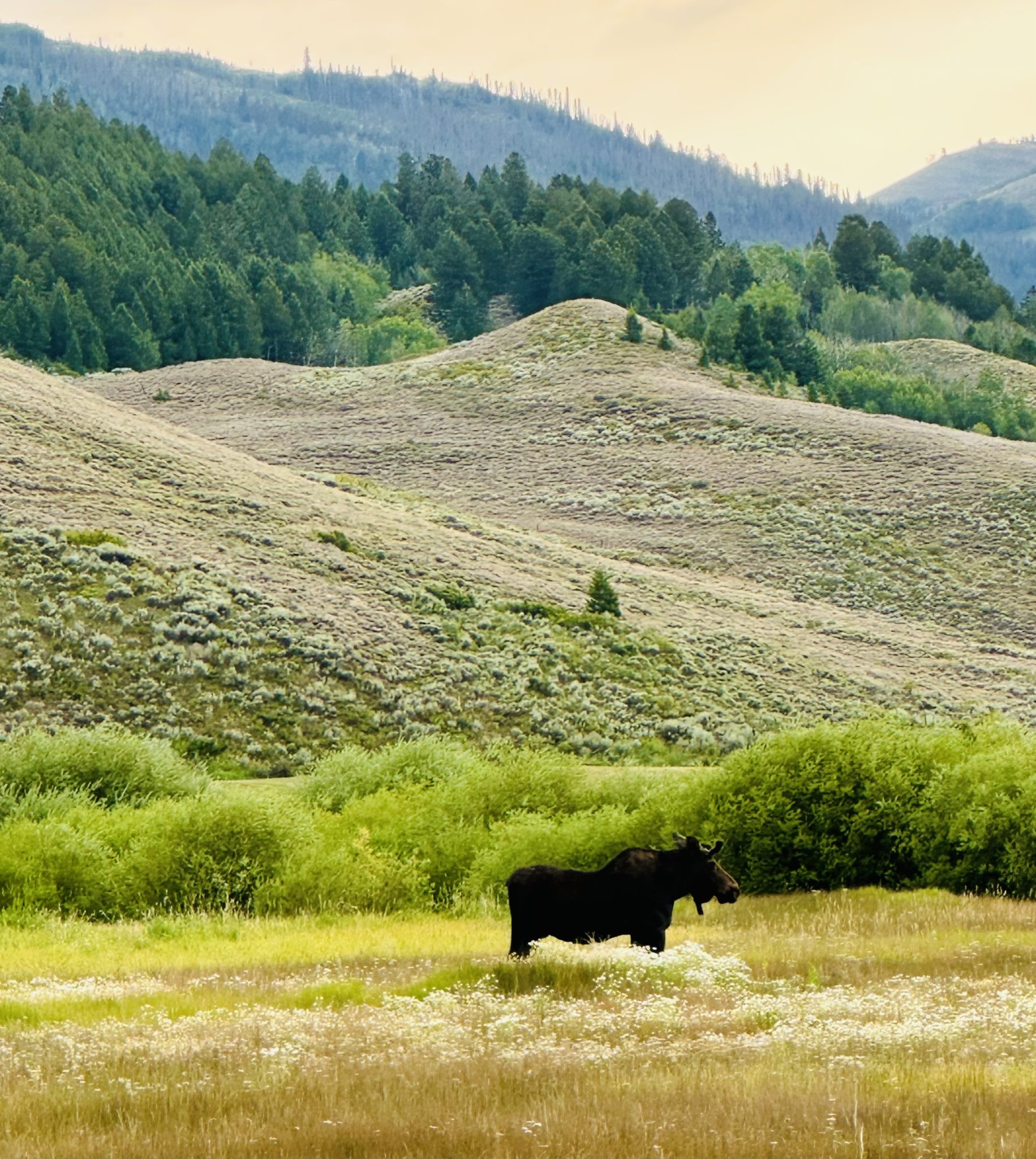 PHOTOS: A moose keeps watch at Grand Elk Golf Club | SkyHiNews.com
