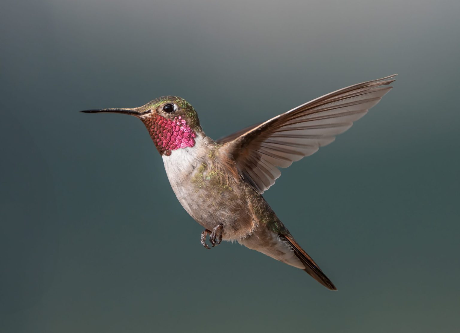 Millions of birds migrate via Colorado this month. Turn out your lights ...