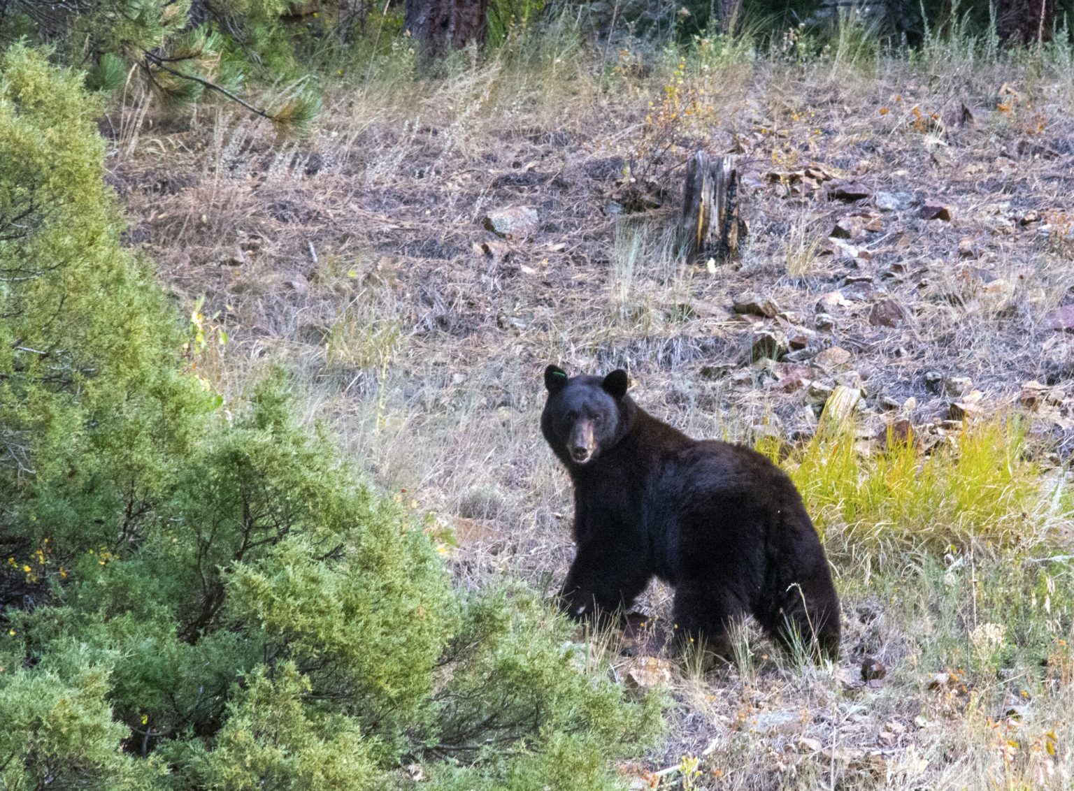 Colorado sees uptick in bear encounters. Where is it happening and what ...