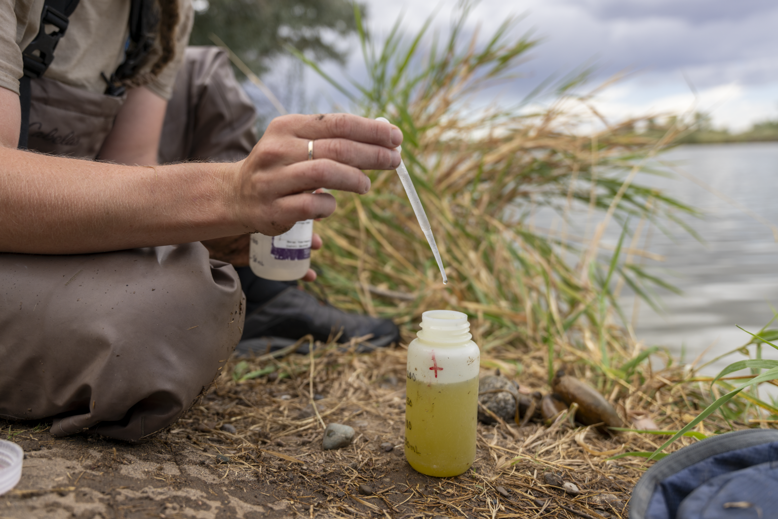 Zebra mussels are invading the Colorado River. Is there a silver lining ...