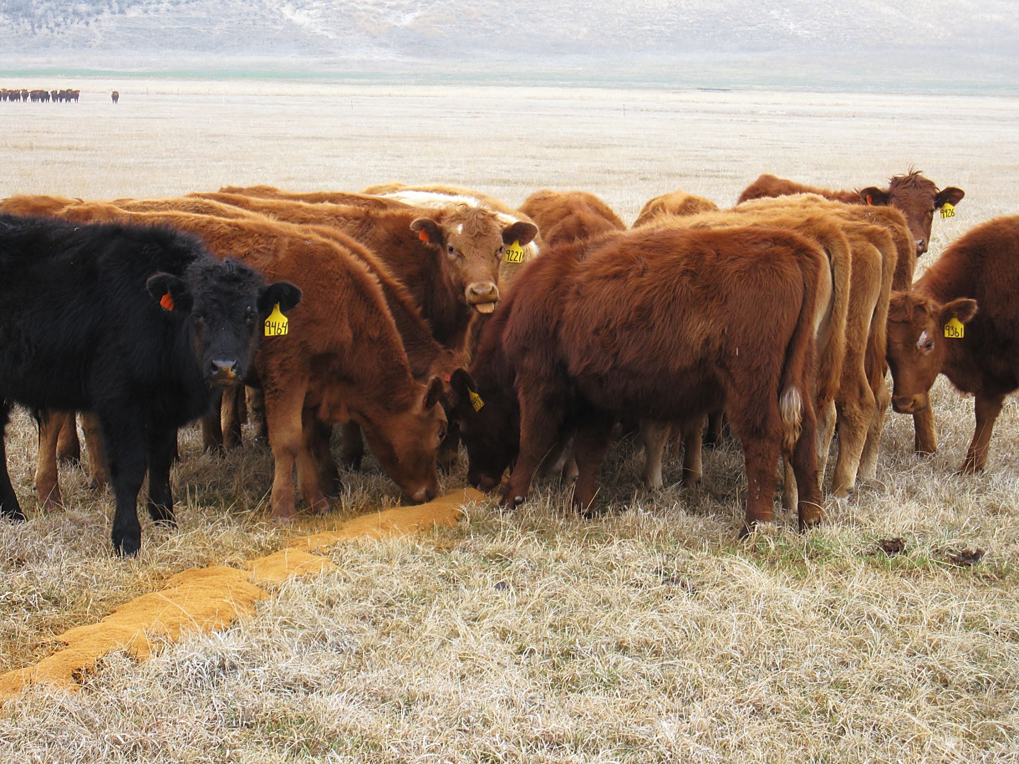 Secretary Rollins announces USDA plan for American ranchers and beef ...