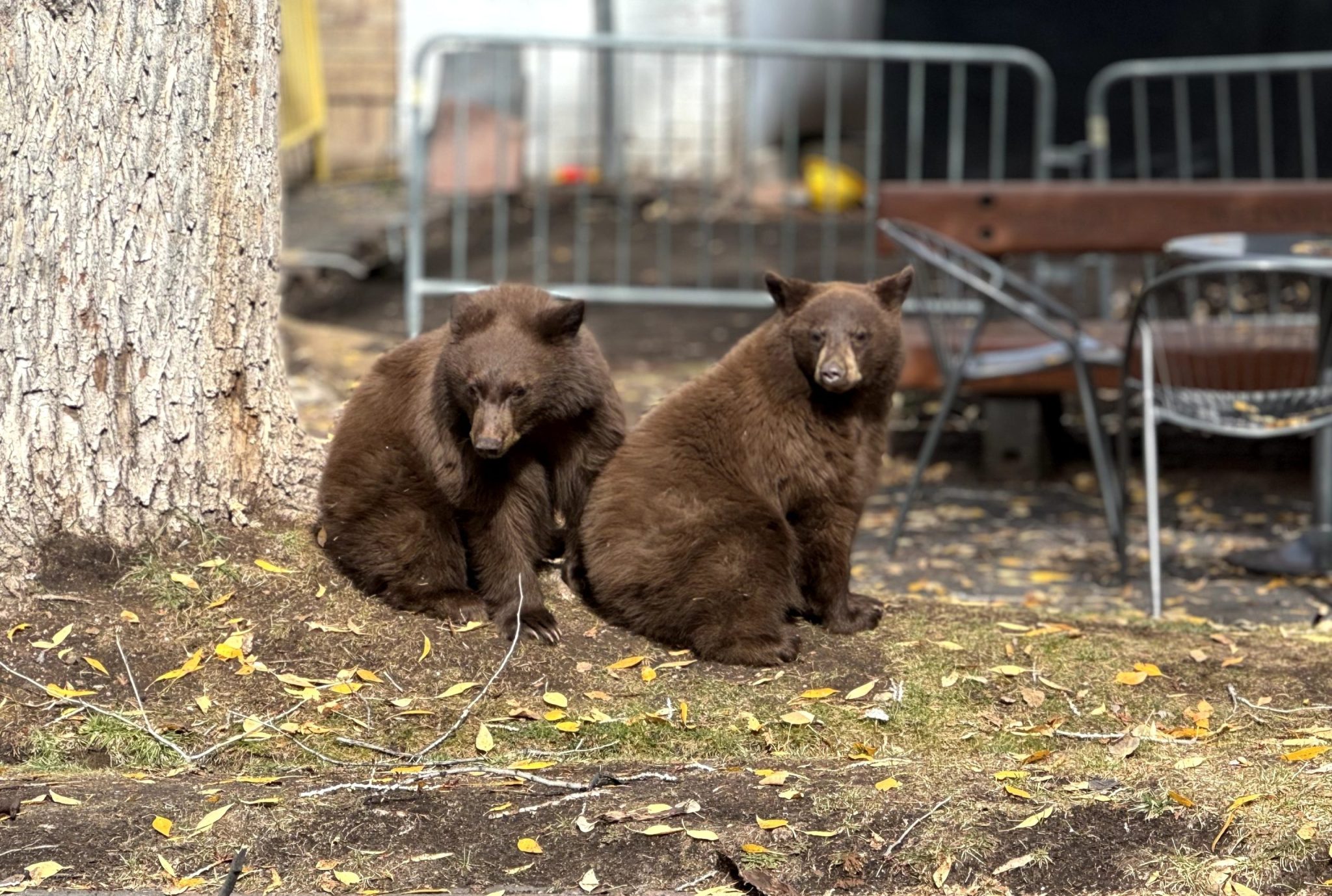 Colorado sees uptick in bear encounters. Where is it happening and what ...