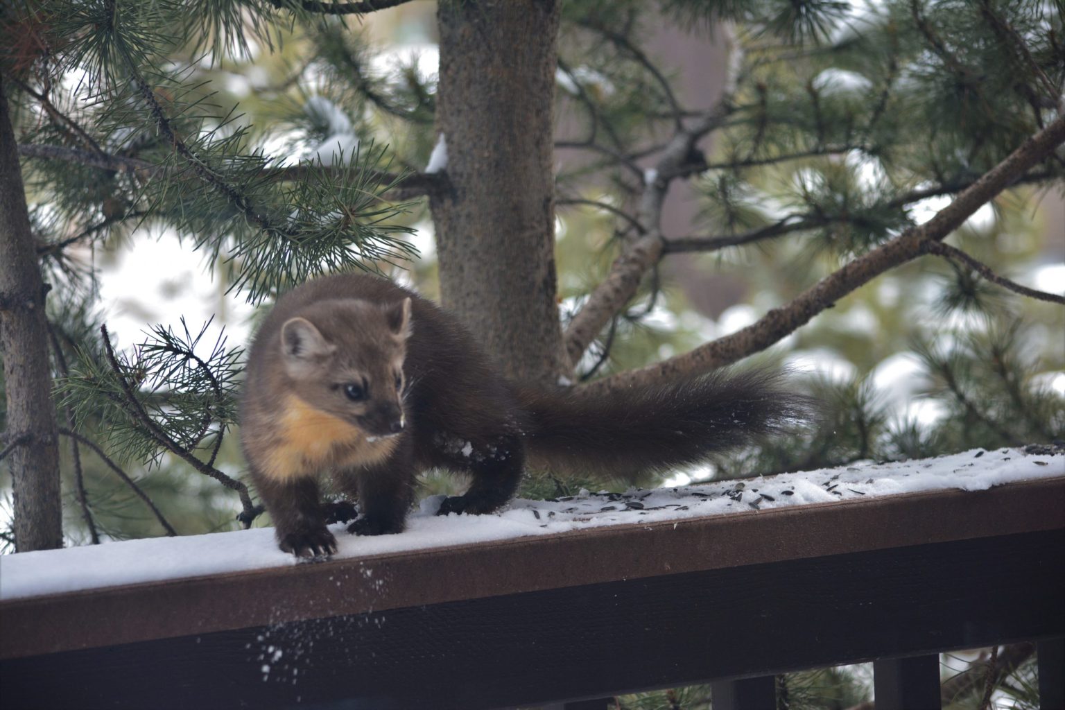 How should Colorado manage its bobcats, coyotes and foxes and other ...
