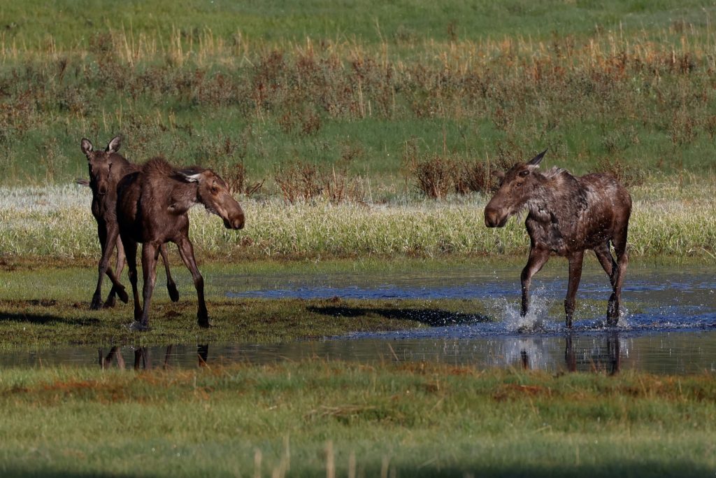 Decline of Rocky Mountain National Park’s wetlands is affecting ...