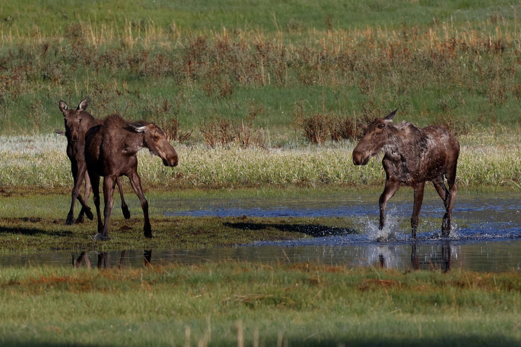 Moose collides with musician driving home from Rocky Mountain National ...